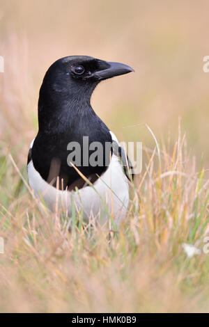a magpie on a meadow Stock Photo - Alamy