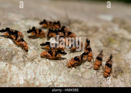 Bark-lice (Psocoptera) on a tree in rainforest Peru Stock Photo ...