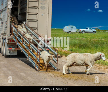 July 17, 2016 - Sheep ranchers unload sheep on Hastings Mesa near ...