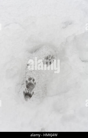 Raccoon tracks in the snow Stock Photo - Alamy