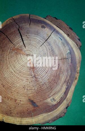 Larch (Larix) tree trunk cross-section: tree rings Stock Photo ...