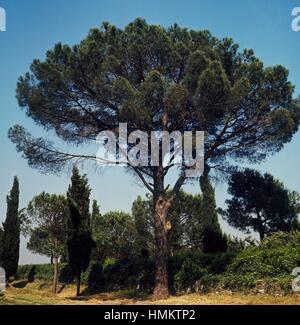 Pine (Pinus Pinea), Pinaceae Stock Photo - Alamy