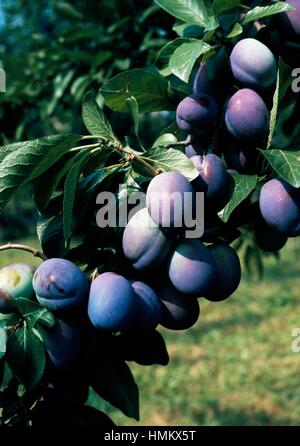 Fruits of the plum (Prunus domestica), Rosaceae Stock Photo - Alamy