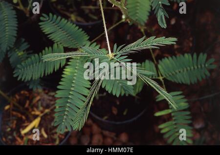 Mimosa pudica, the Sensitive plant, being touched Stock Photo: 14875093 ...
