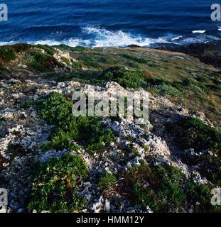 Rosemary (Rosmarinus officinalis), Lamiaceae, Garrigue, Capo Mannu ...