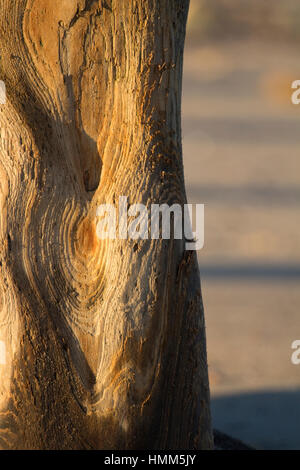 Weathered wooden groynes at Spurn Point beach. Heritage coast. Sand and ...