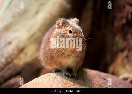 Greater guinea pig, adult, South America / (Cavia magna Stock Photo - Alamy