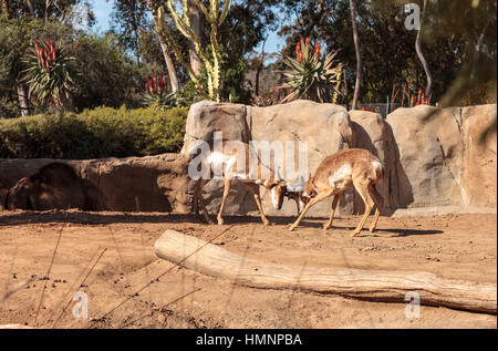 Pronghorn known as Antilocapra americana fighting with their antlers ...