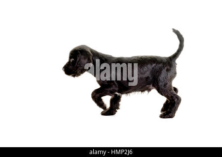 A studio shot of a cute Cockapoo, eight week old puppy taken against a ...