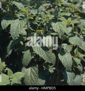 Lemon balm (Melissa officinalis), Lamiaceae Stock Photo - Alamy