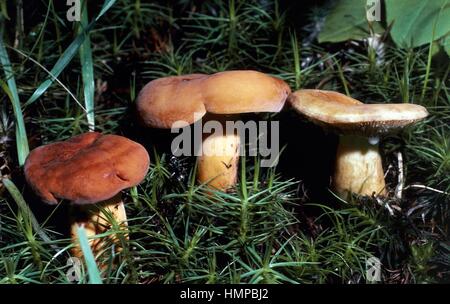 Example of Weeping milk cap or Voluminous-latex milky (Lactarius ...