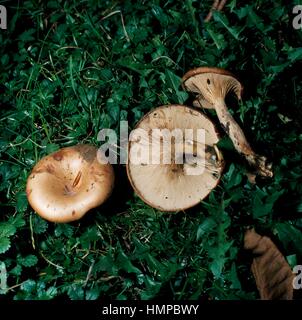 Examples of Clitocybe inversa or Lepista inversa, Tricholomataceae ...