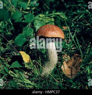 Boletus rufescens, Boletaceae Stock Photo - Alamy