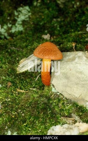 Fool's webcap (Cortinarius orellanus), Cortinariaceae Stock Photo - Alamy
