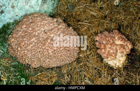 Rosso Coral, Cauliflower coral, or Pink-tipped coral mushroom Stock ...