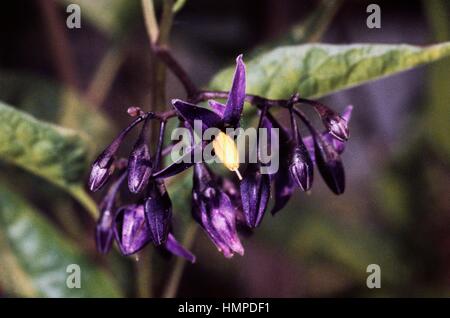 Bittersweet, Climbing nightshade or Blue bindweed (Solanum dulcamara ...