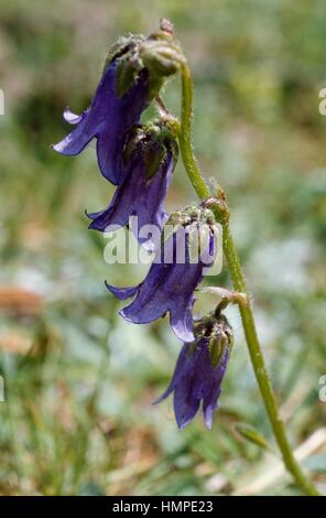 Bearded bellflower (Campanula barbata), Campanulaceae Stock Photo - Alamy