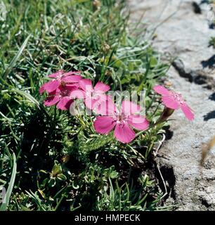 Peacock-eye pink (Dianthus neglectus or Dianthus pavonius ...
