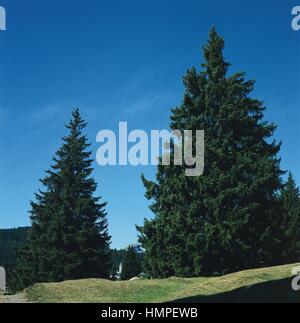 Botany - Trees - Conifers - Pinaceae - Norway Spruce (Picea abies ...