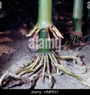 Maize roots (Zea mays), Poaceae Stock Photo - Alamy