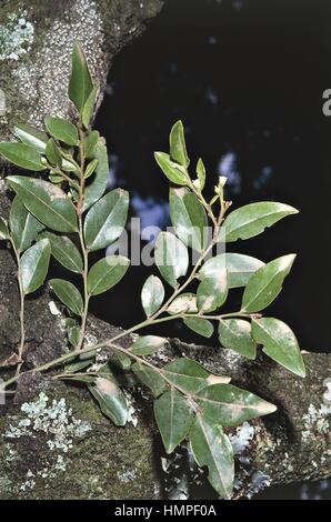Botany, Ebenaceae. Ebony (Diospyros ebenum Stock Photo - Alamy