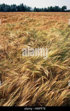 Wheat field (Triticum sp), around Haseldorf, Schleswig-Holstein ...
