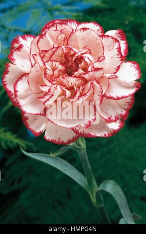Pink or Carnation (Dianthus Blues), Caryophyllaceae Stock Photo - Alamy