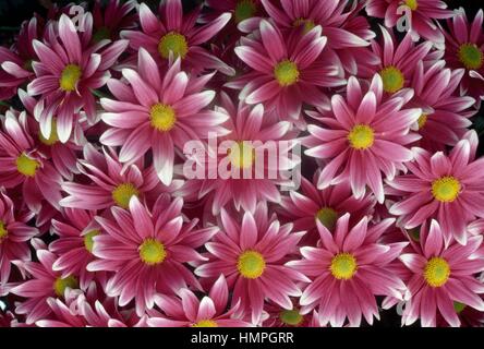 Mums (Chrysanthemum Remix Yellow), Asteraceae Stock Photo - Alamy