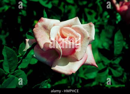 Rose (Rosa First Prize), Rosaceae Stock Photo - Alamy