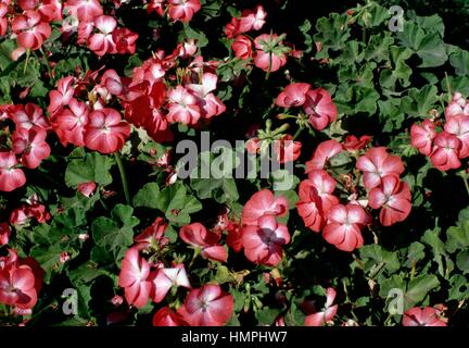 Geranium (Pelargonium signal), Geraniaceae Stock Photo - Alamy
