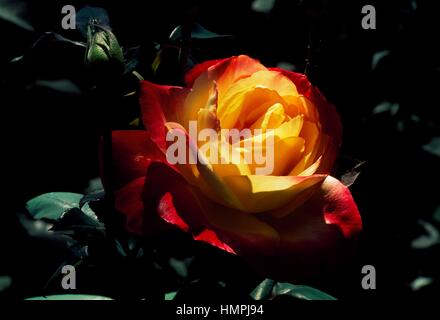 Rose (Rosa Mango), Rosaceae Stock Photo - Alamy