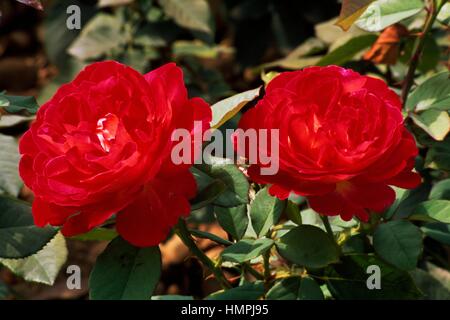 Rose (Rosa Bolchoi), Rosaceae Stock Photo - Alamy