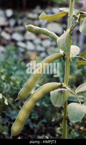 Broad Bean (Vicia faba) pods, het Bildt, Netherlands Stock Photo - Alamy