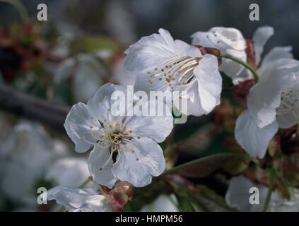 Wild Cherry, Sweet Cherry or Bird Cherry flowers (Prunus avium ...