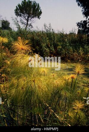Papyrus (Cyperus papyrus), Cyperaceae Stock Photo - Alamy