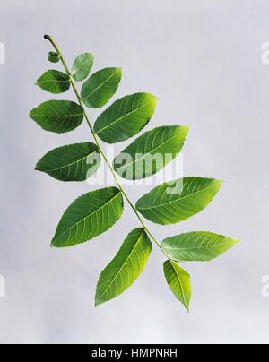 Juglans nigra, Black Walnut, even pinnate leaves Stock Photo: 216081134 ...