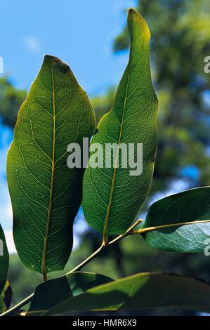 Botany, Ebenaceae. Ebony (Diospyros ebenum Stock Photo - Alamy