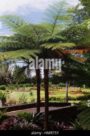 Hawaiian tree fern, Man Fern or Hapuu (Cibotium chamissoi ...