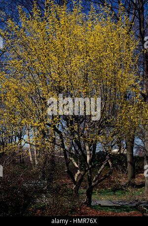 European Cornel (Cornus mas), Cornaceae Stock Photo - Alamy