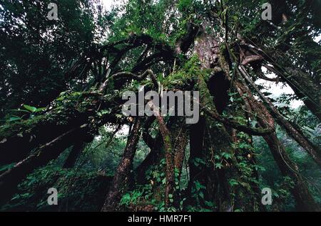 Mesoamerican rainforest, Lacandon Jungle, Chiapas, Mexico Stock Photo ...