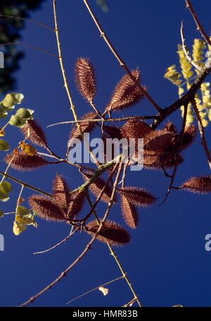 Caesalpinia major fruit, Fabaceae-Leguminosae Stock Photo - Alamy