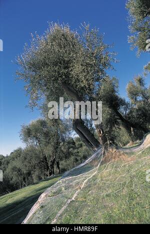Botany - Oleaceae. Olive (Olea europaea Stock Photo - Alamy