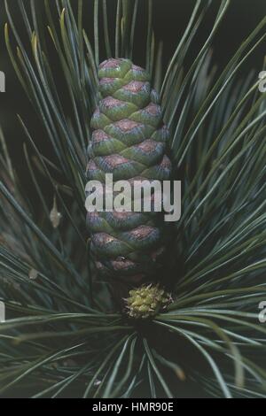 Botany - Trees - Conifers - Pinaceae. Balkan pine (Pinus peuce). Cones ...