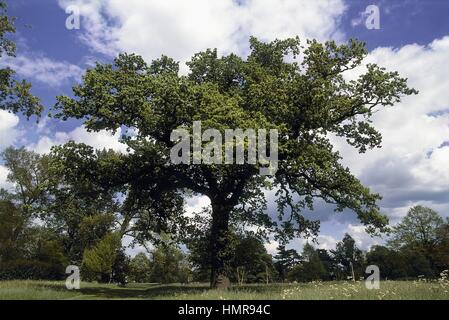 Botany - Trees - Fagaceae. English oak (Quercus robur Stock Photo - Alamy