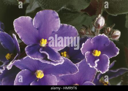 Botany - Flowers - Gesneriaceae. African violet (Saintpaulia ionantha ...