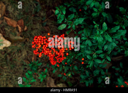 Pyracanth or Firethorn (Pyrachanta coccinea), Rosaceae Stock Photo - Alamy