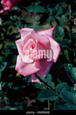 Rose (Rosa First Prize), Rosaceae Stock Photo - Alamy