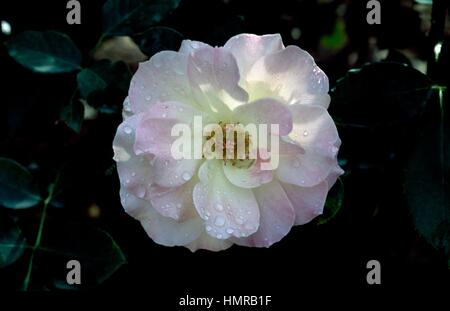 Rose (Rosa Charles Aznavour), Rosaceae Stock Photo - Alamy