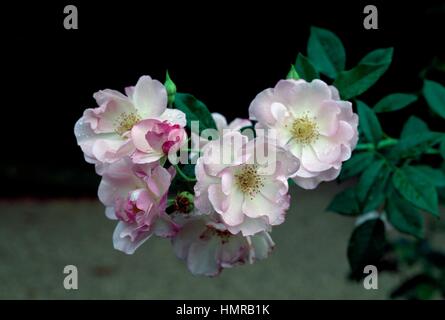 Botany - Rosaceae - Declic rose Stock Photo - Alamy