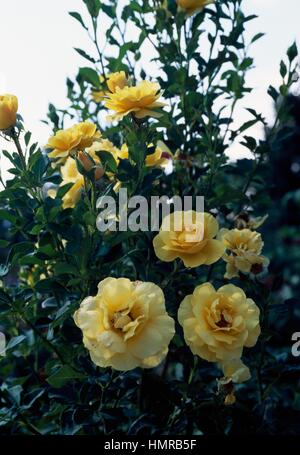 Rose (Rosa Princess Alice), Rosaceae Stock Photo - Alamy